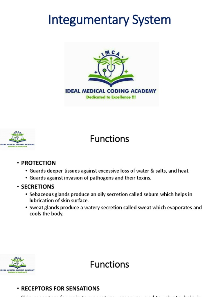 Integumentary System PDF | PDF | Skin | Integumentary System