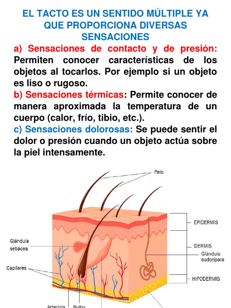 El Tacto Es Un Sentido Múltiple Ya Que Proporciona Diversas Sensaciones ...