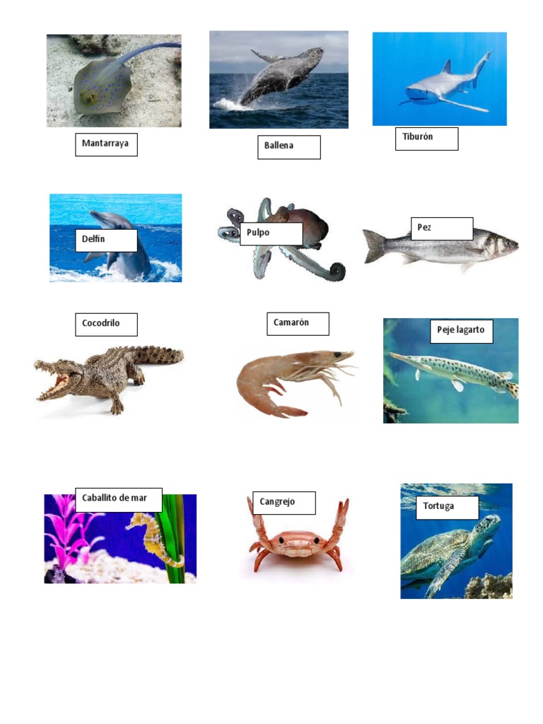 Animales Acuáticos y sus Ejemplos | PDF | Libros para adolescentes