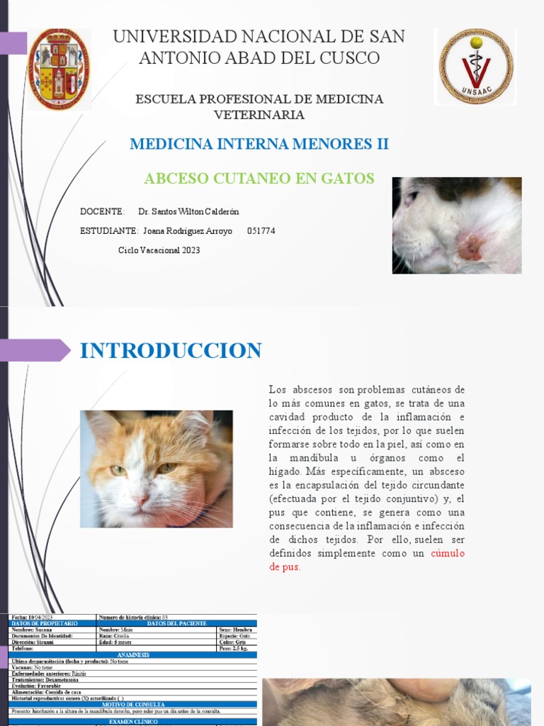 Tratamiento de abscesos en gatos | PDF | Bacterias Gram-negativo ...