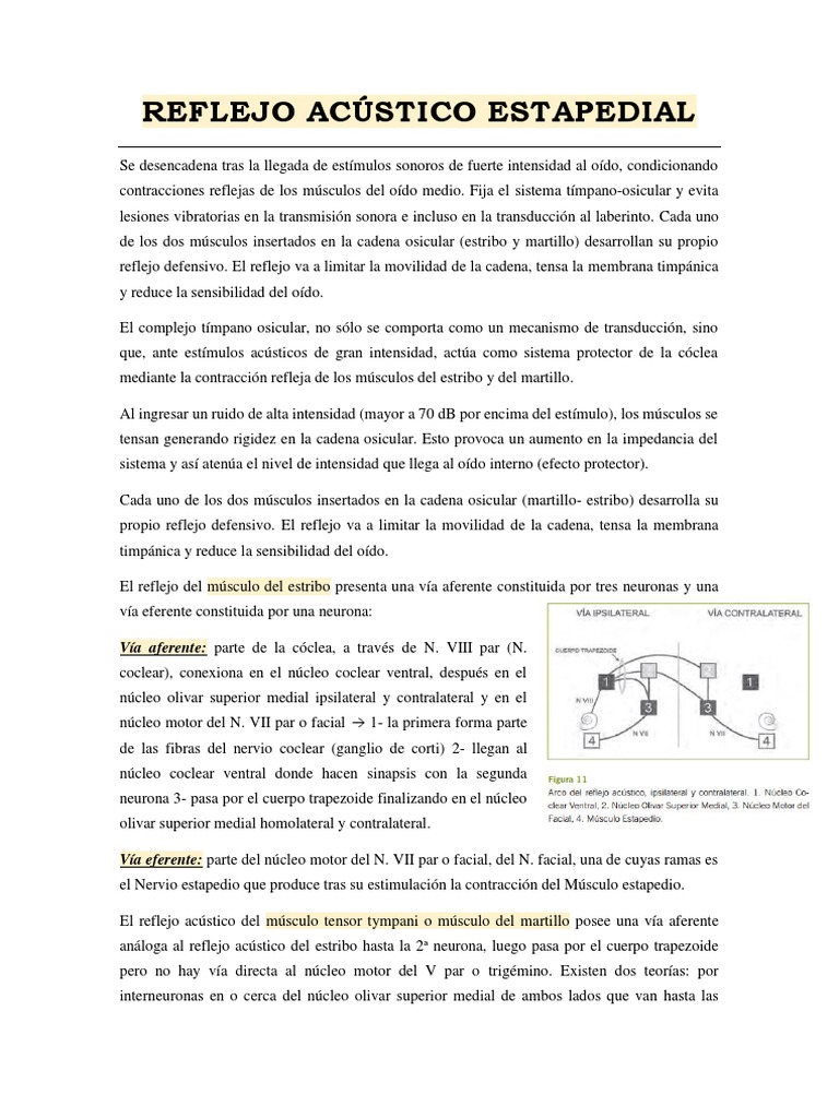 REFLEJO ACUSTICO ESTAPEDIAL | PDF | Oído | Neurociencia
