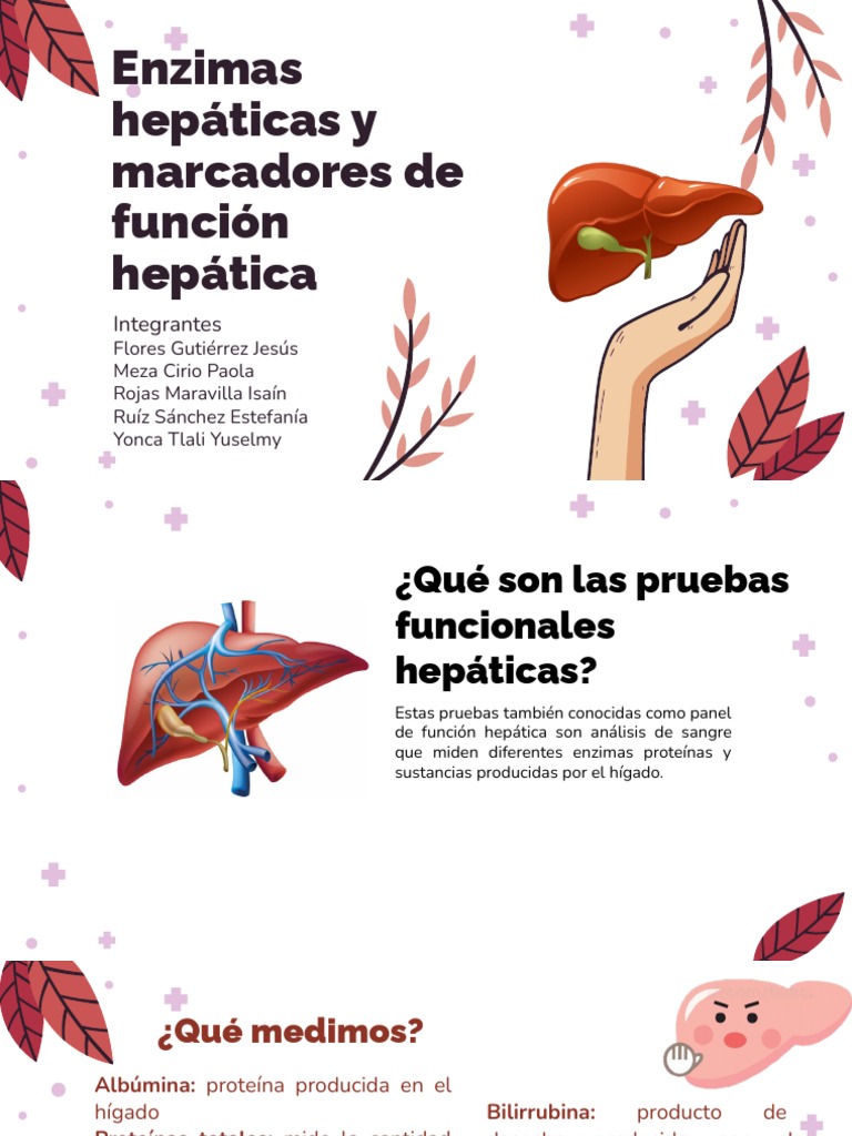 Enzimas Hepáticas y Marcadores de Función Hepática | PDF | Transaminasa ...