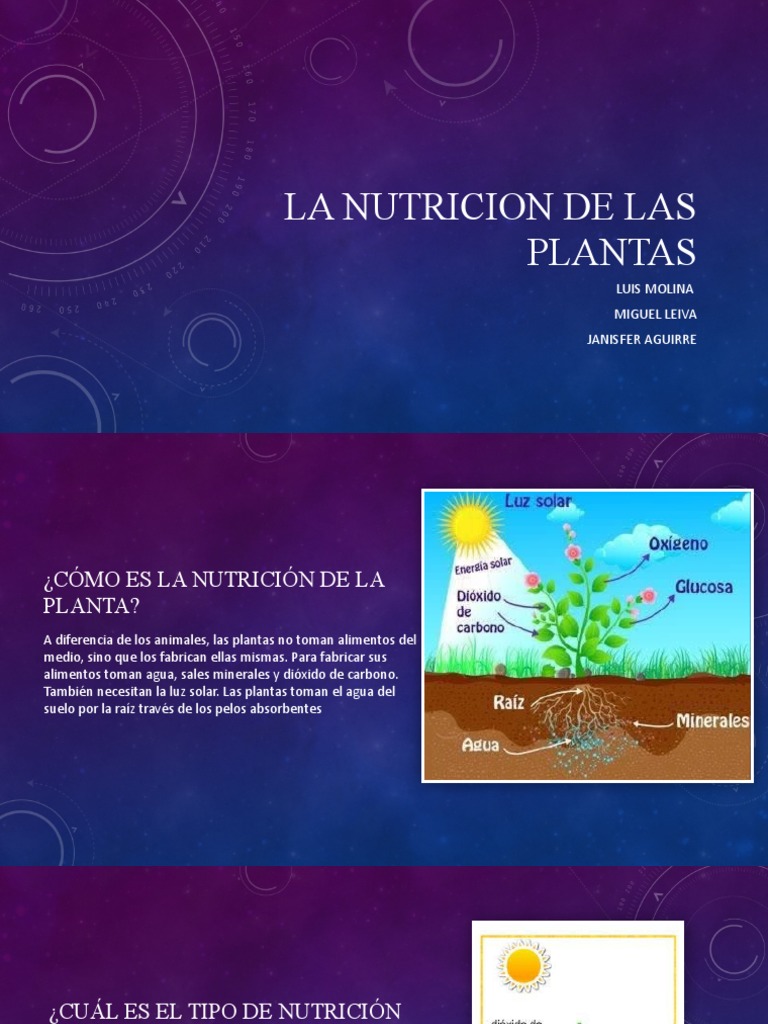 La Nutricion De Las Plantas Pdf Nutrición Vegetal Nutrición