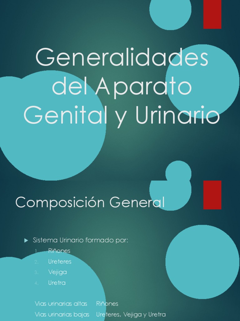 Generalidades Del Aparato Genital y Urinario | PDF | Sistema reproductivo | Sistema urinario