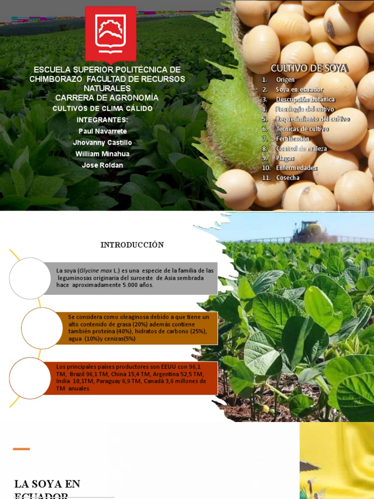 Cultivo de Soya | PDF | Haba de soja | Fertilizante