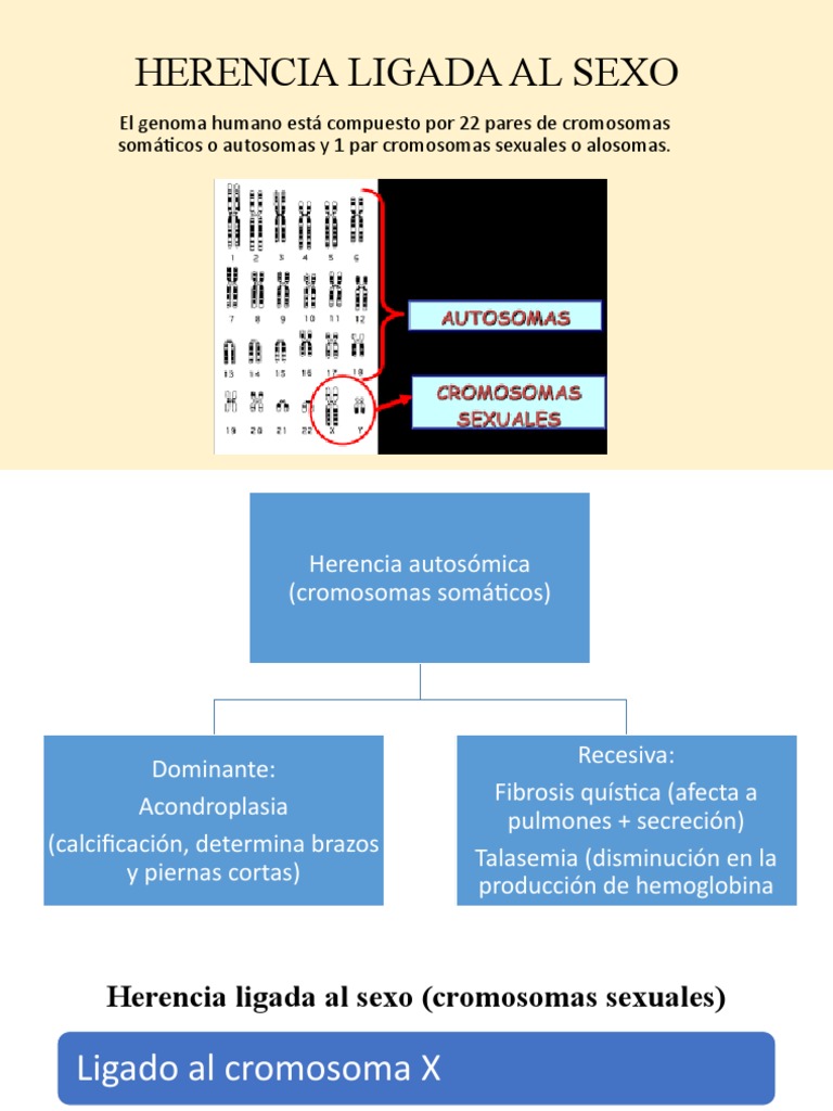 Herencia Ligada Al Sexo | PDF | Cromosoma | Dominancia (Genética)