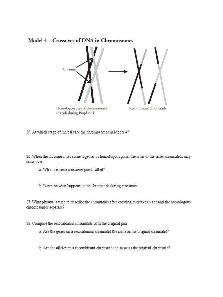 Crossover of DNA in Chromosomes | PDF