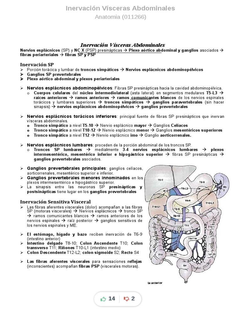 Inervacion Visceras Abdominales - Compress | PDF | Abdomen | Sistema ...