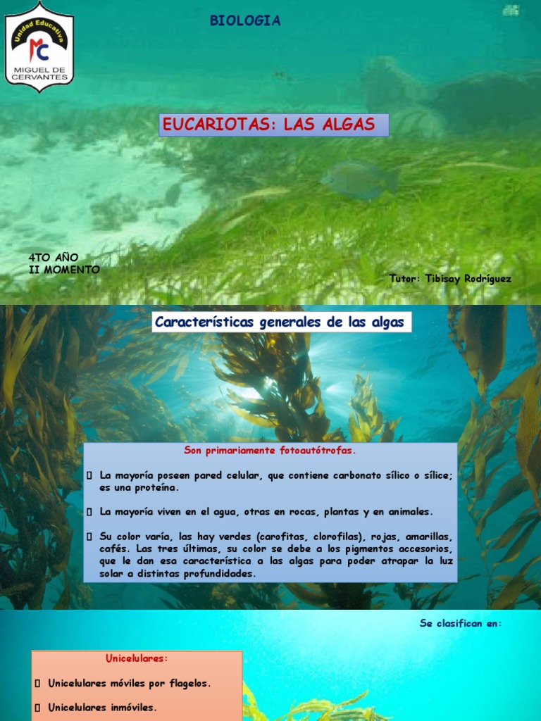 EUCARIOTAS | PDF | Algas | Ecosistema