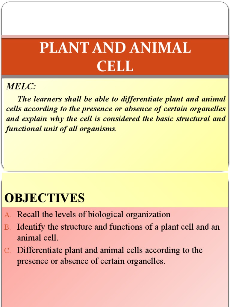 Plant and Animal Cell | PDF | Cell (Biology) | Vacuole