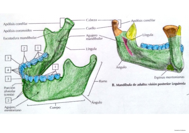Mandíbula | PDF