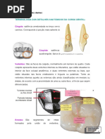 Características da Linha Equatorial Dental | PDF | Dente humano | Anatomia