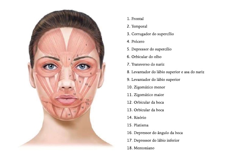 Anatomia Facial | PDF