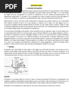Función y Estructura de Criptas de Lieberkühn | PDF