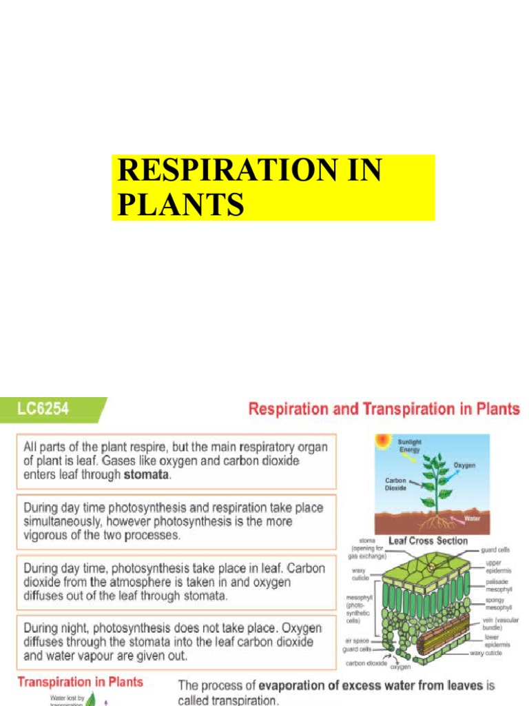 Respiration in Plants | Download Free PDF | Cellular Respiration | Plants