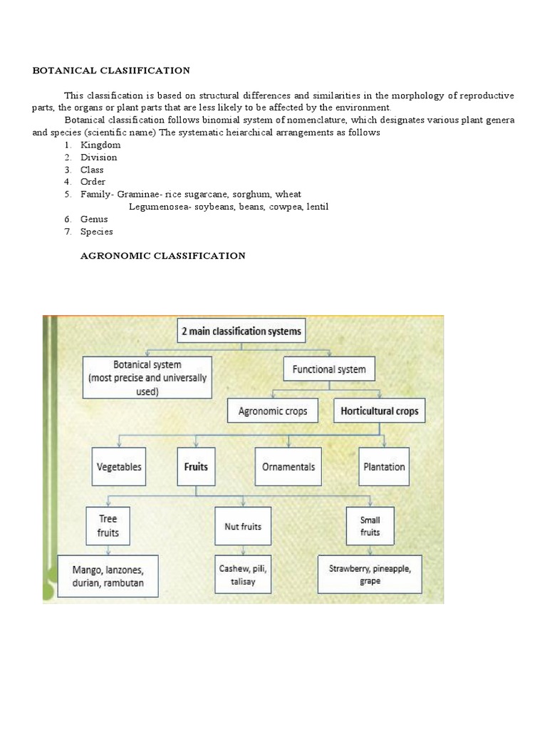 Botanical Classification 1 | PDF | Stoma | Photosynthesis
