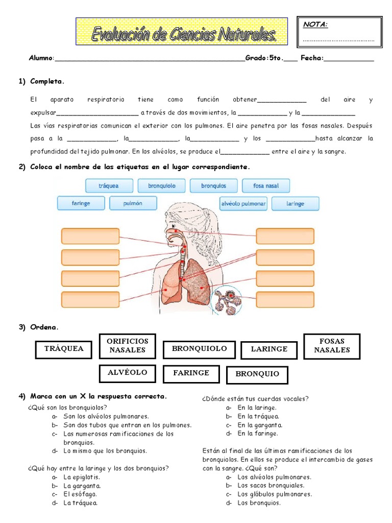 Evaluación de Cs Naturales 5to 2018 (Sist. Respiratorio) | PDF | Pulmón | Sistema respiratorio