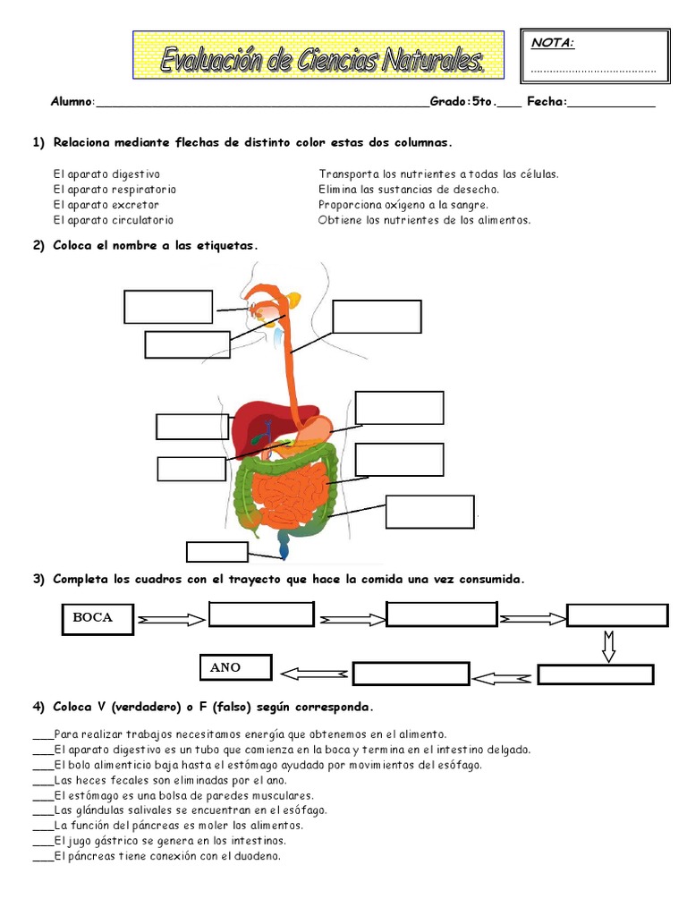 Evaluación de Cs Naturales 5to 2018 (Sist. Digestivo) | PDF | Sistema ...