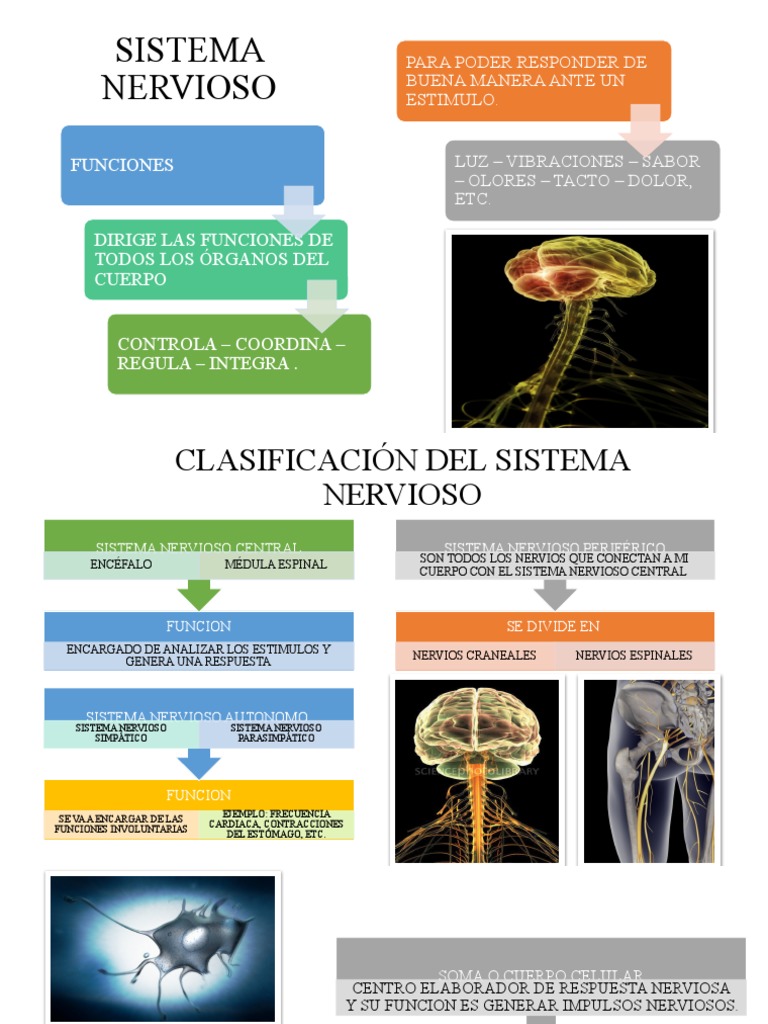 SISTEMA NERVIOSO RESUMEN.pptx | PDF | Sistema nervioso | Cerebro