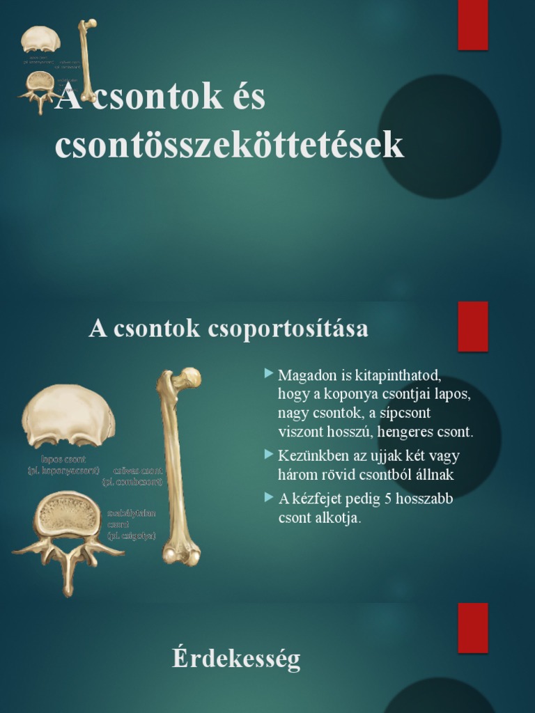 A Csontok És Csontösszeköttetések | PDF