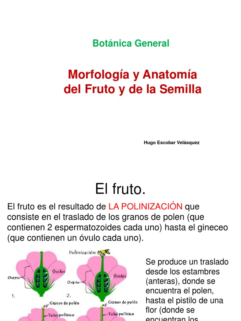 Tema 11. Morfologia y Anatomia Del Fruto y La Semilla HEV 2023 PDF ...