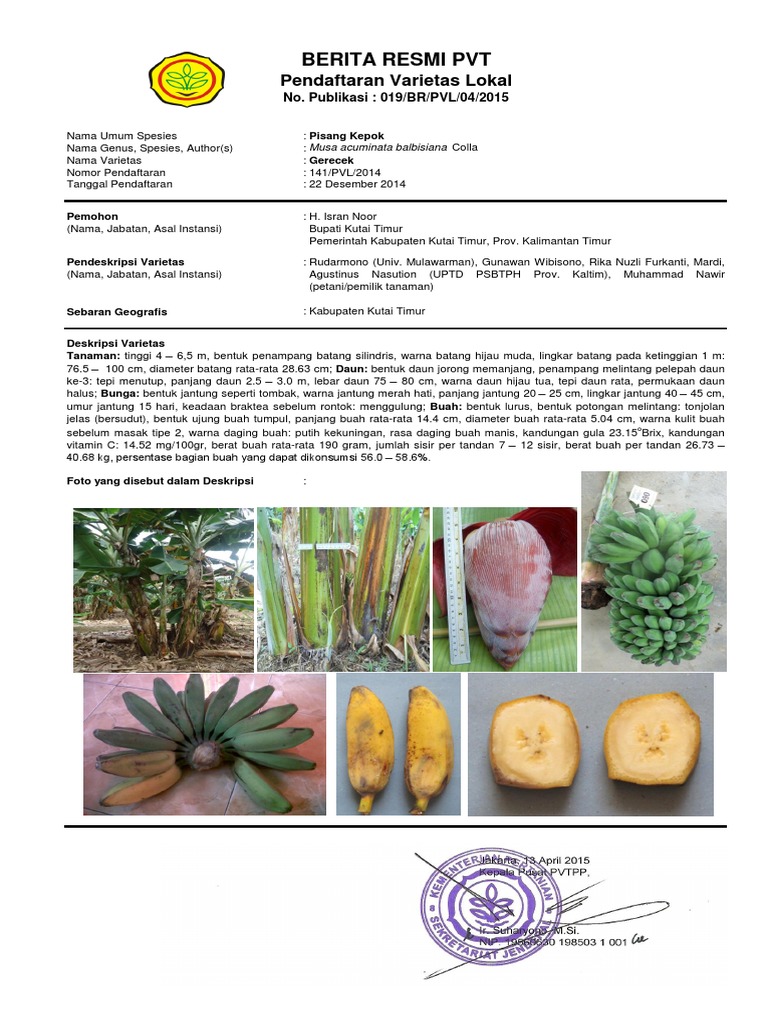 Pisang Gerecek | PDF