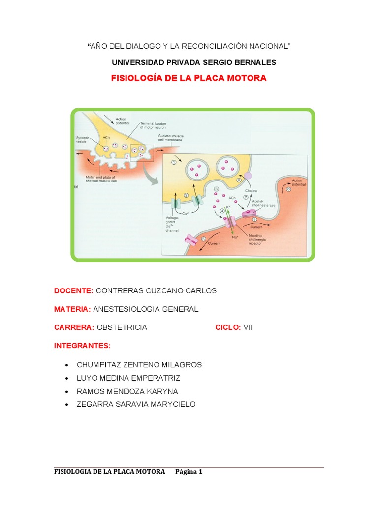 FISIOLOGIA-DE-LA-PLACA-MOTORA-PARTE-INDIVIDUAL Marycielo | PDF | Unión ...