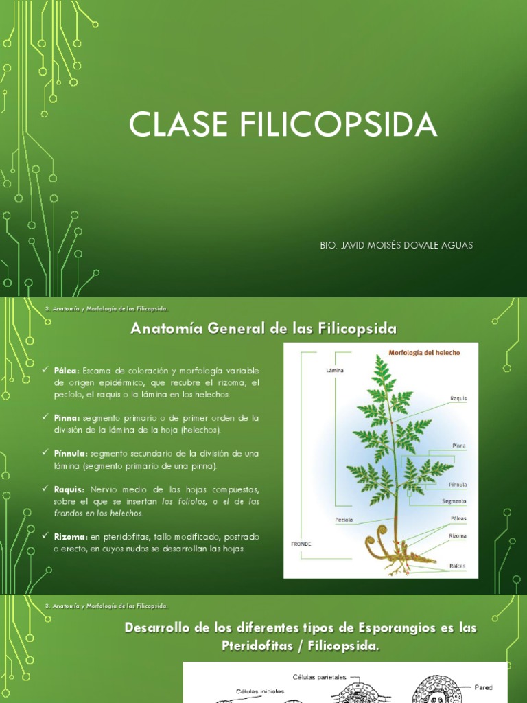Filicopsida | PDF | Ciencia y matemáticas