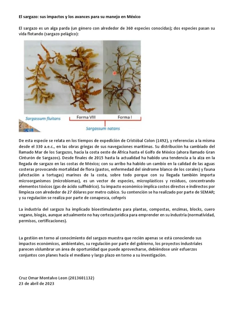 El Sargazo | PDF