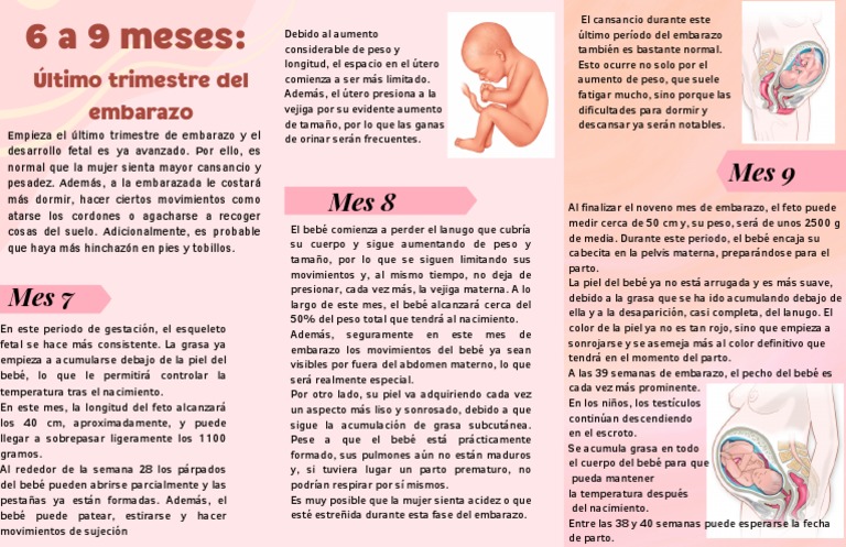 Tercer Trimestre de Embarazo | Descargar gratis PDF | El embarazo | Parto