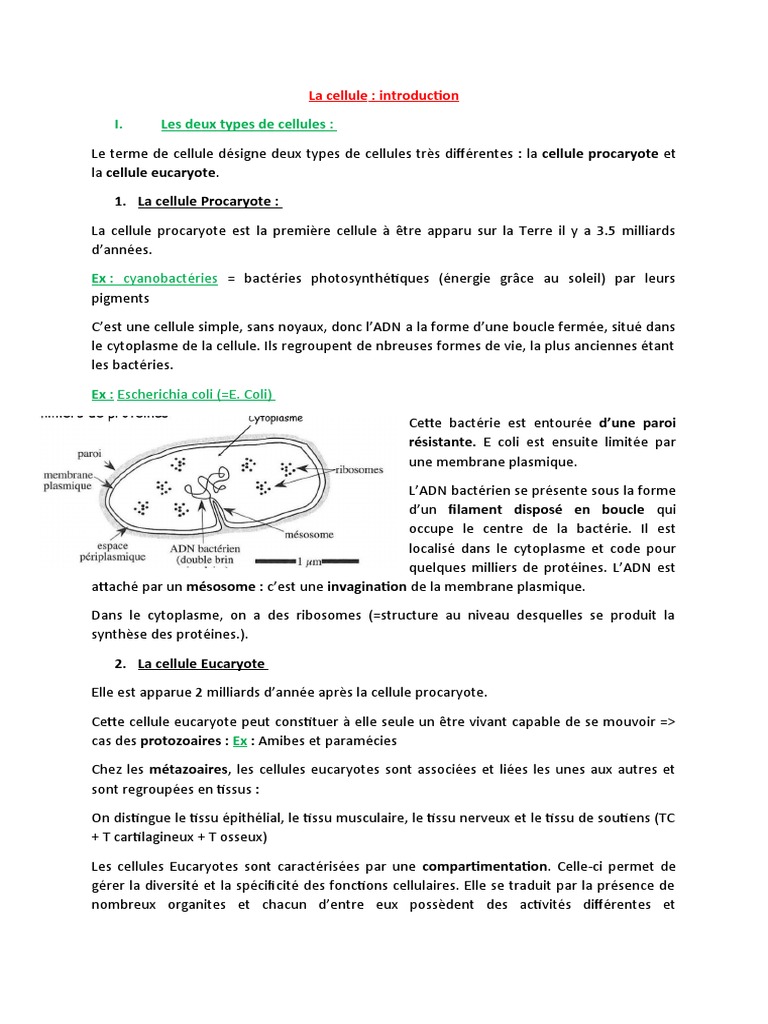 Chap - 1 - La Cellule | PDF | Cellule (Biologie) | Prokaryota