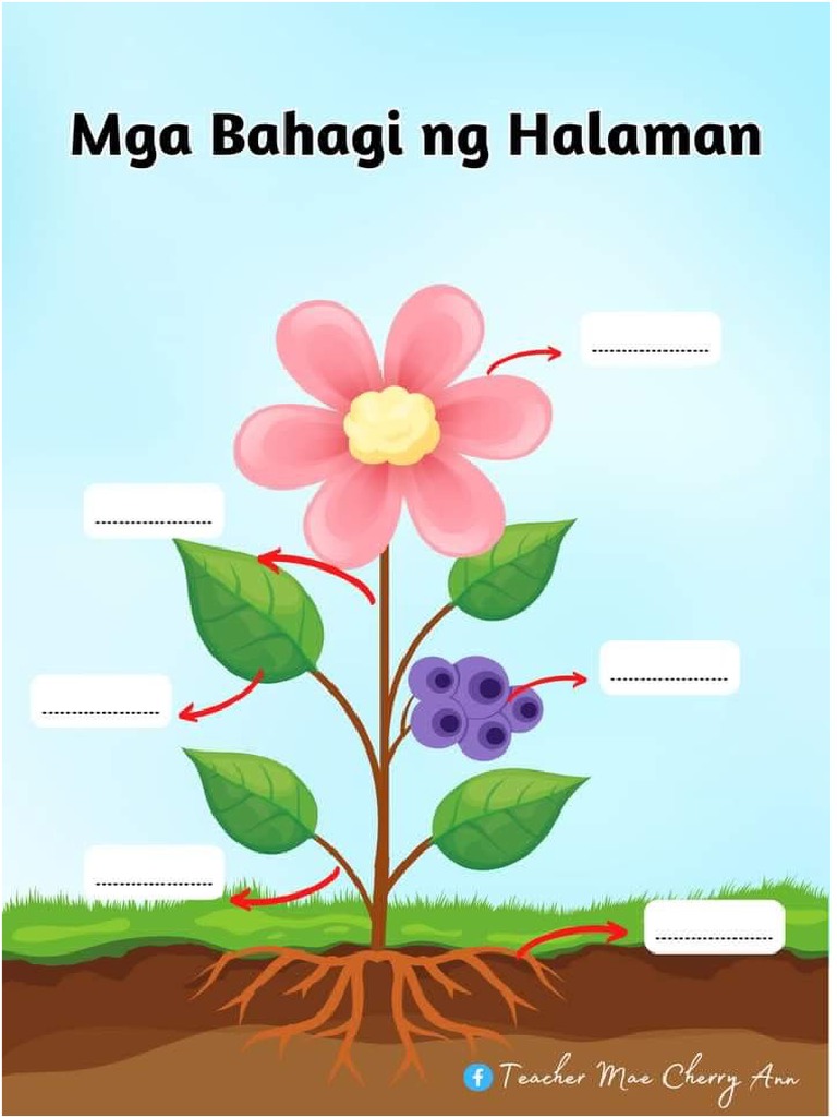 Tarpapel Bahagi NG Halaman | PDF