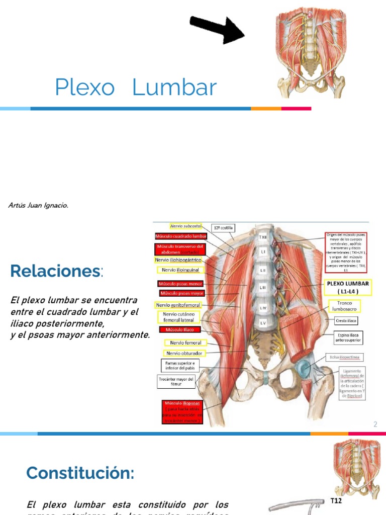 Plexo Lumbar y Sacro | PDF