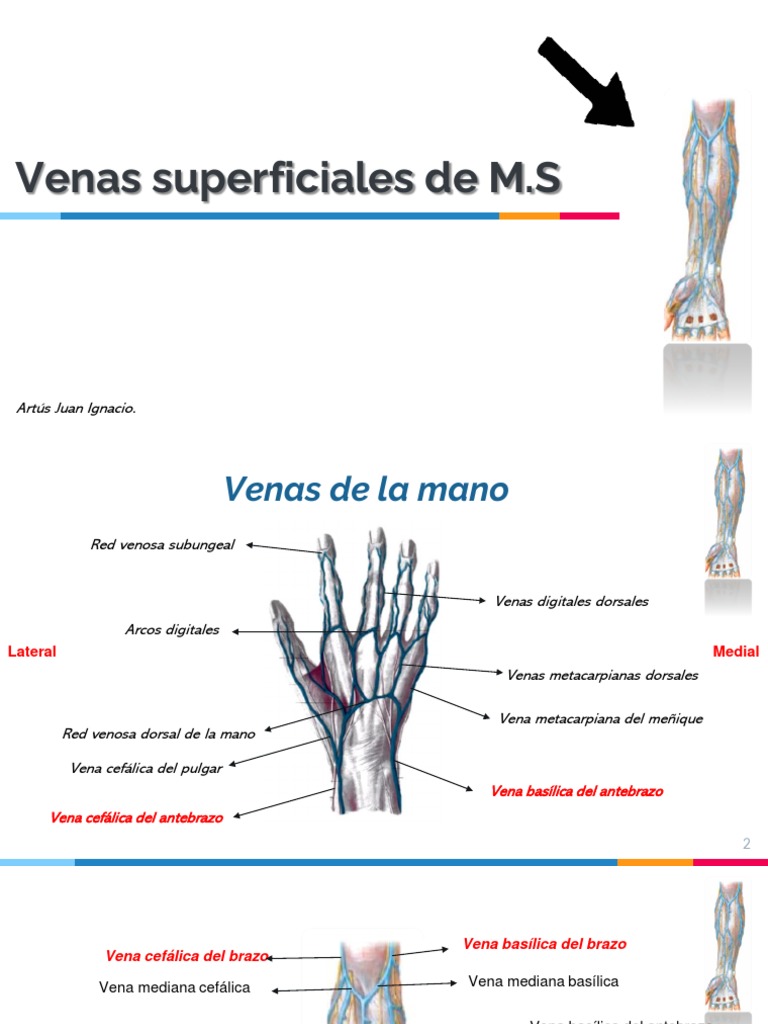 La anatomía de las venas superficiales de la mano y el antebrazo | PDF