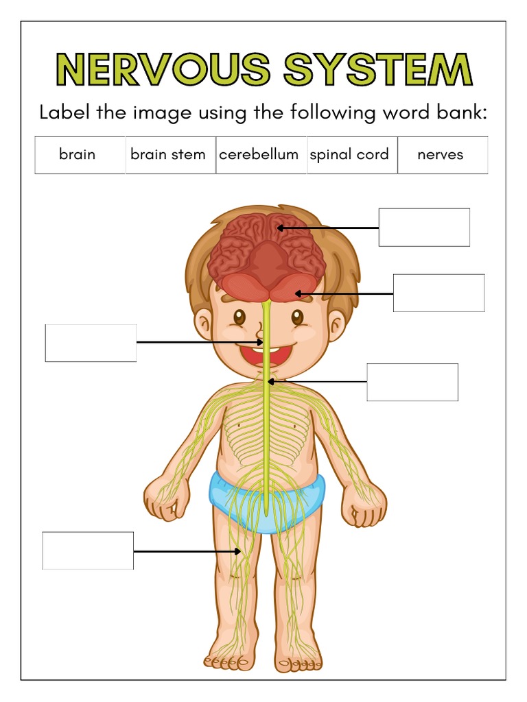 Human Nervous System Anatomy Worksheet.pdf | PDF