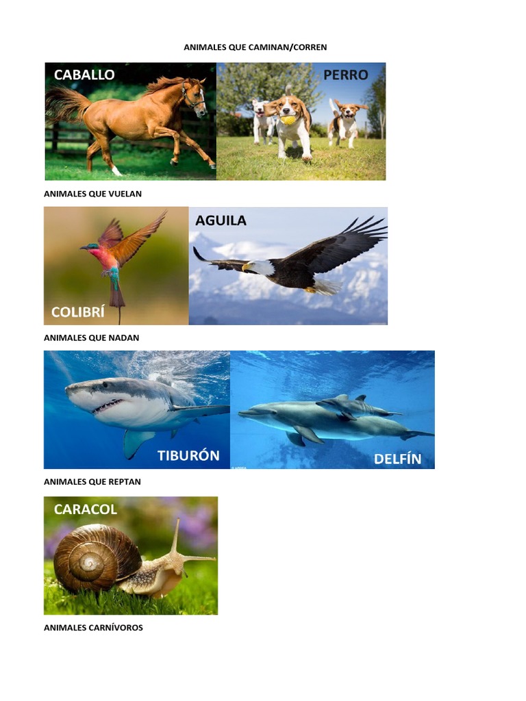 Animales Que Caminan | PDF