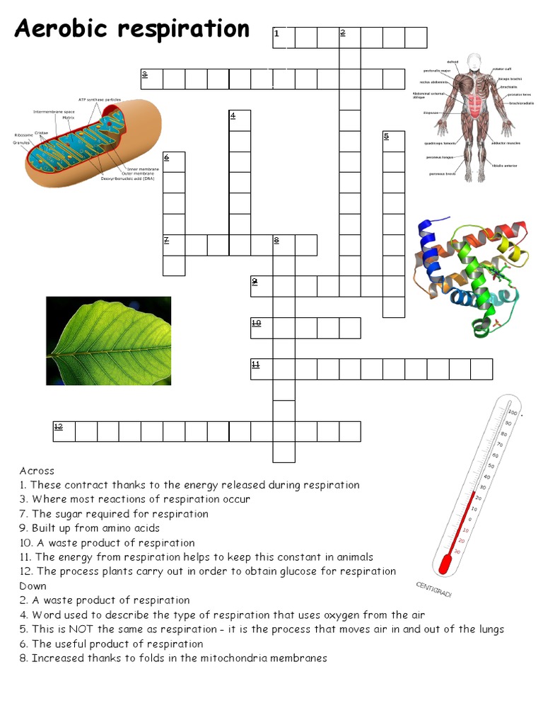 Respiration Crossword | PDF