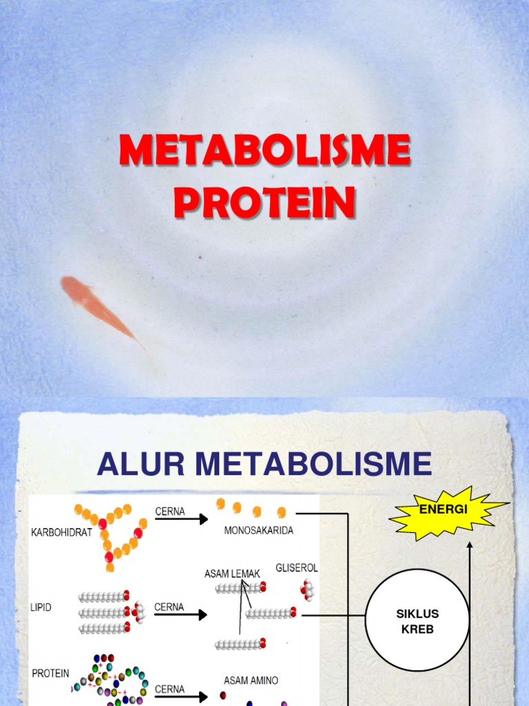 Metabolisme Protein PDF | PDF
