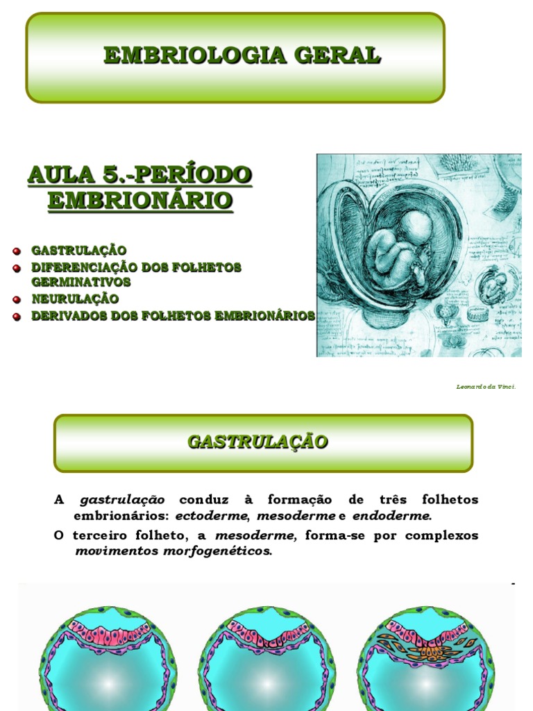 Embriologia Geral: Gastrulação Diferenciação Dos Folhetos Germinativos ...