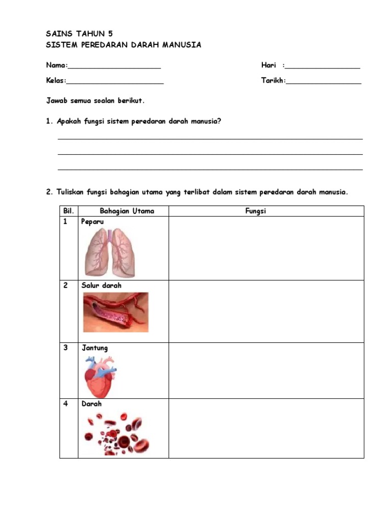 Sains Tahun 5 Latihan Sistem Peredaran Darah | PDF