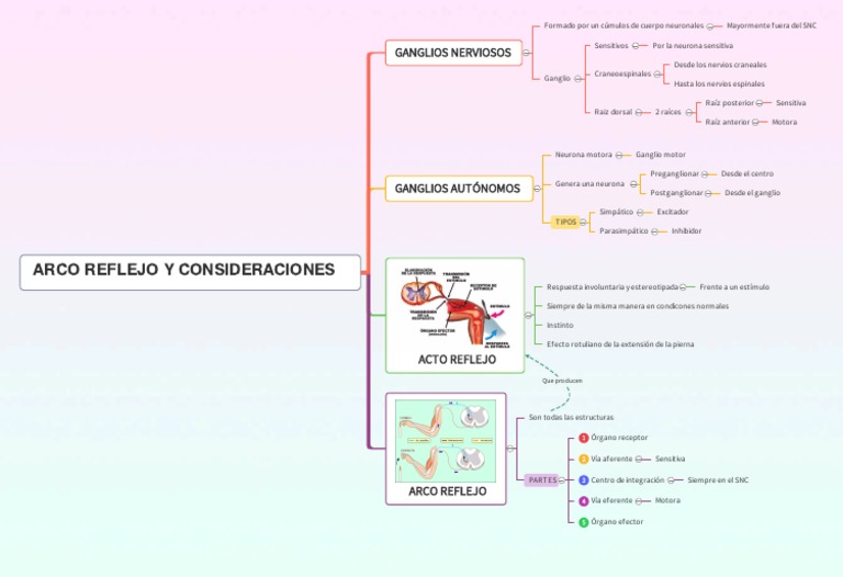 Arco Reflejo | PDF | Neurociencia | Anatomía