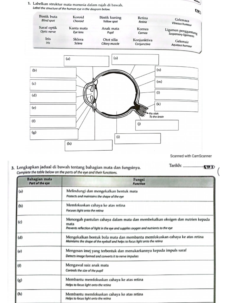 Form 3 Science Chapter 1 Human Nervous System - 1.2 Human Eye | PDF