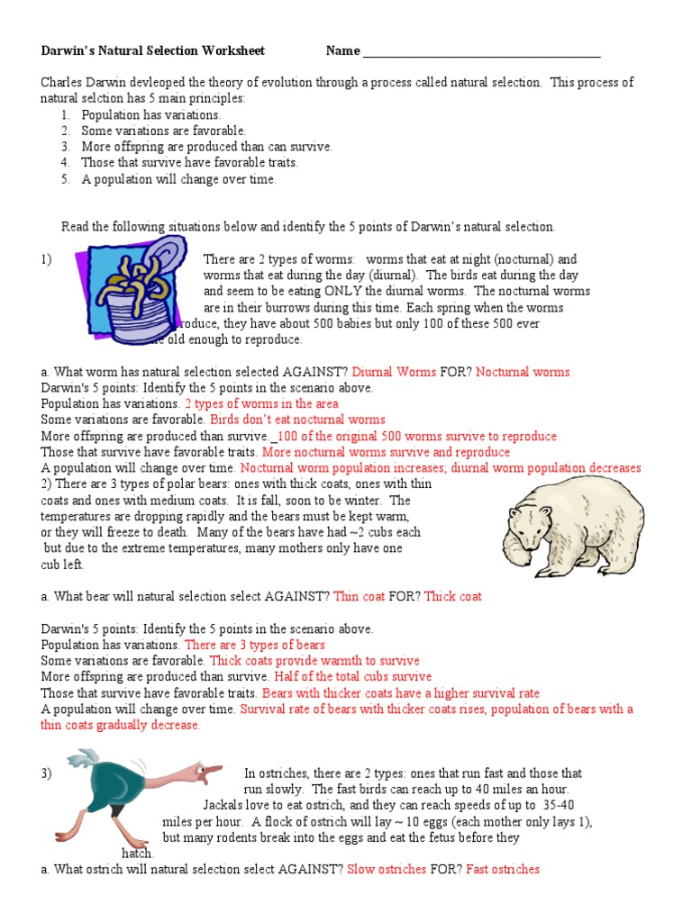 Natural Selection Practice | Download Free PDF | Natural Selection | Bears