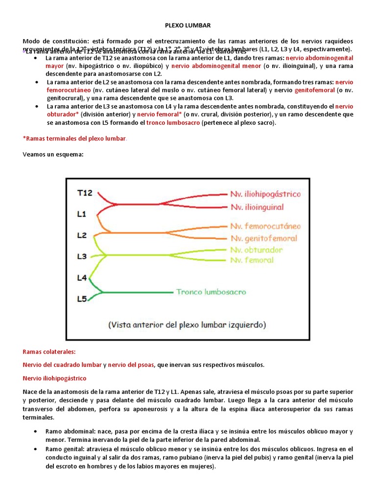 PLEXO LUMBAR | PDF | Extremidades (anatomía) | Anatomía del miembro inferior