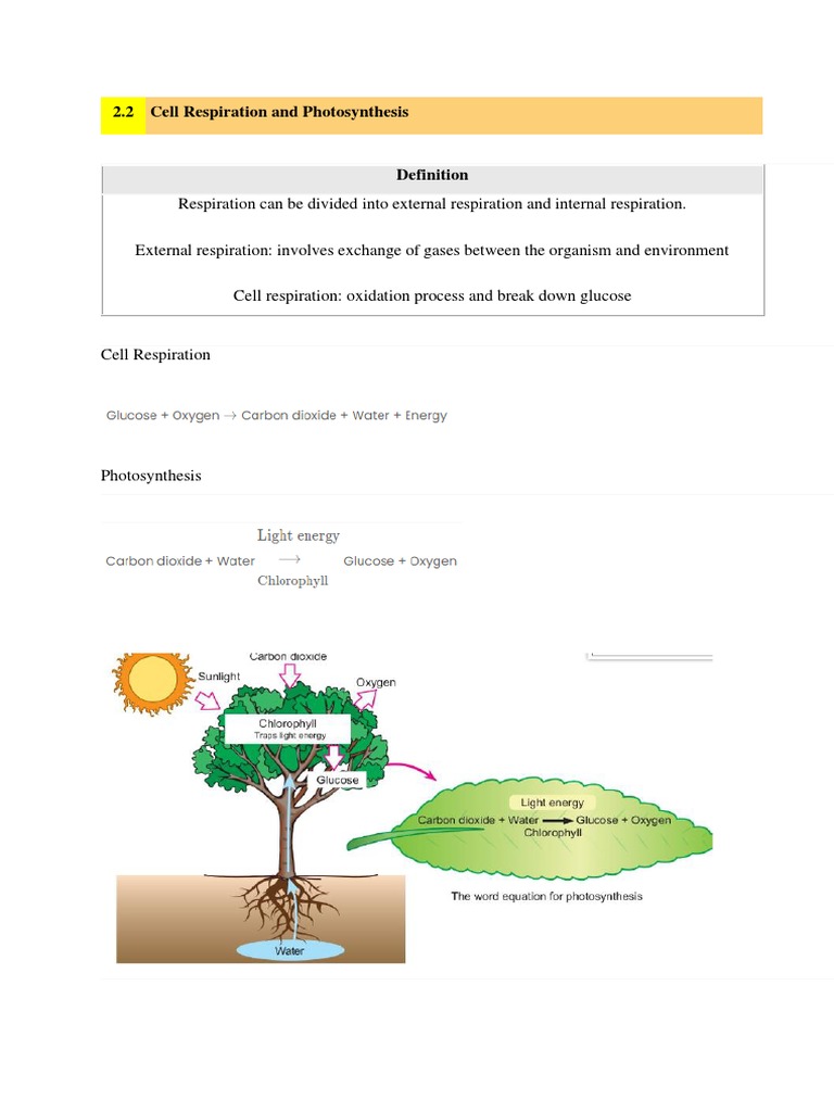 2.2 Cell Respiration and Photosynthesis | PDF