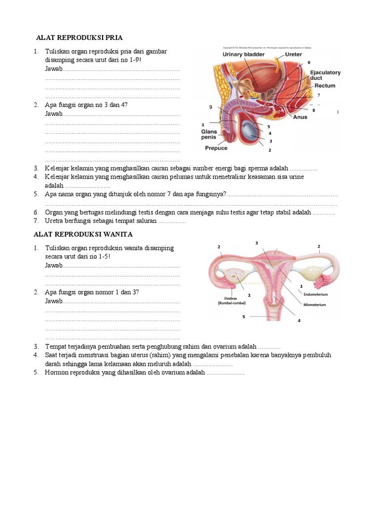 LKS Sistem Reproduksi 9 | PDF