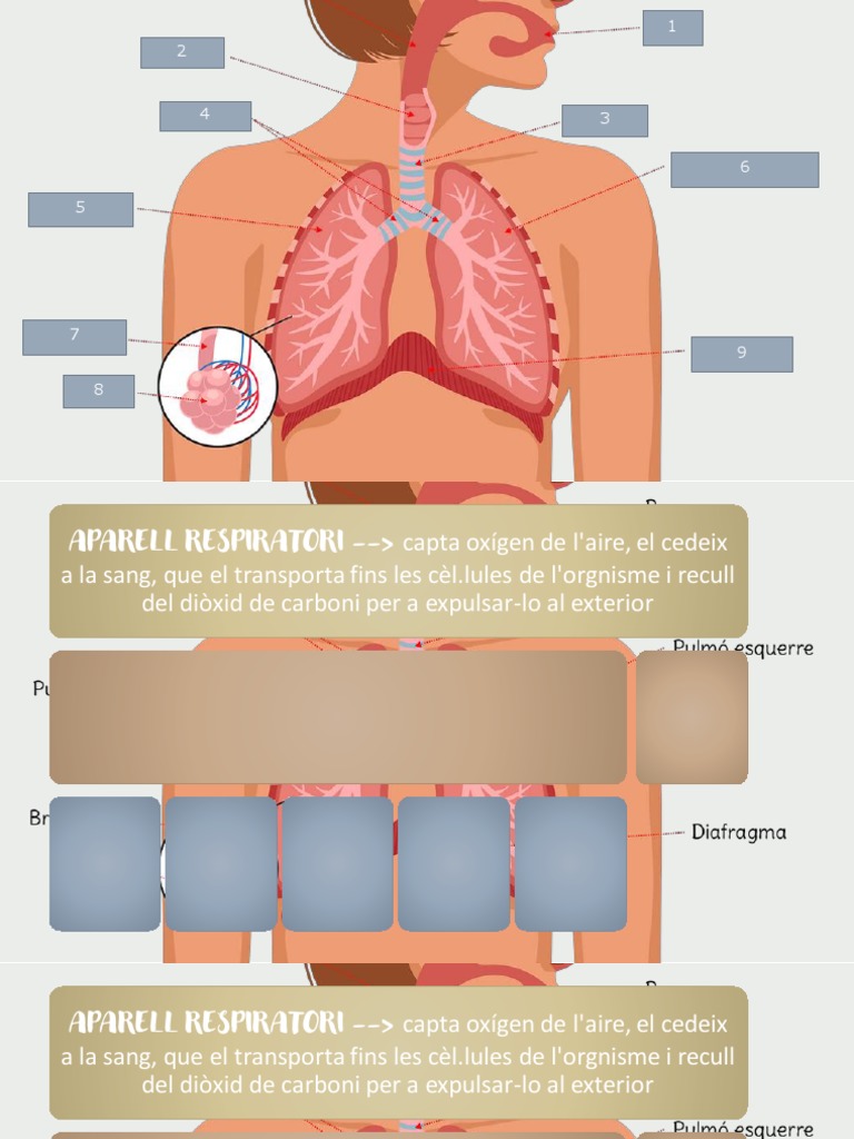 3º ESO ESQUEMA AP RESPIRATORI | PDF