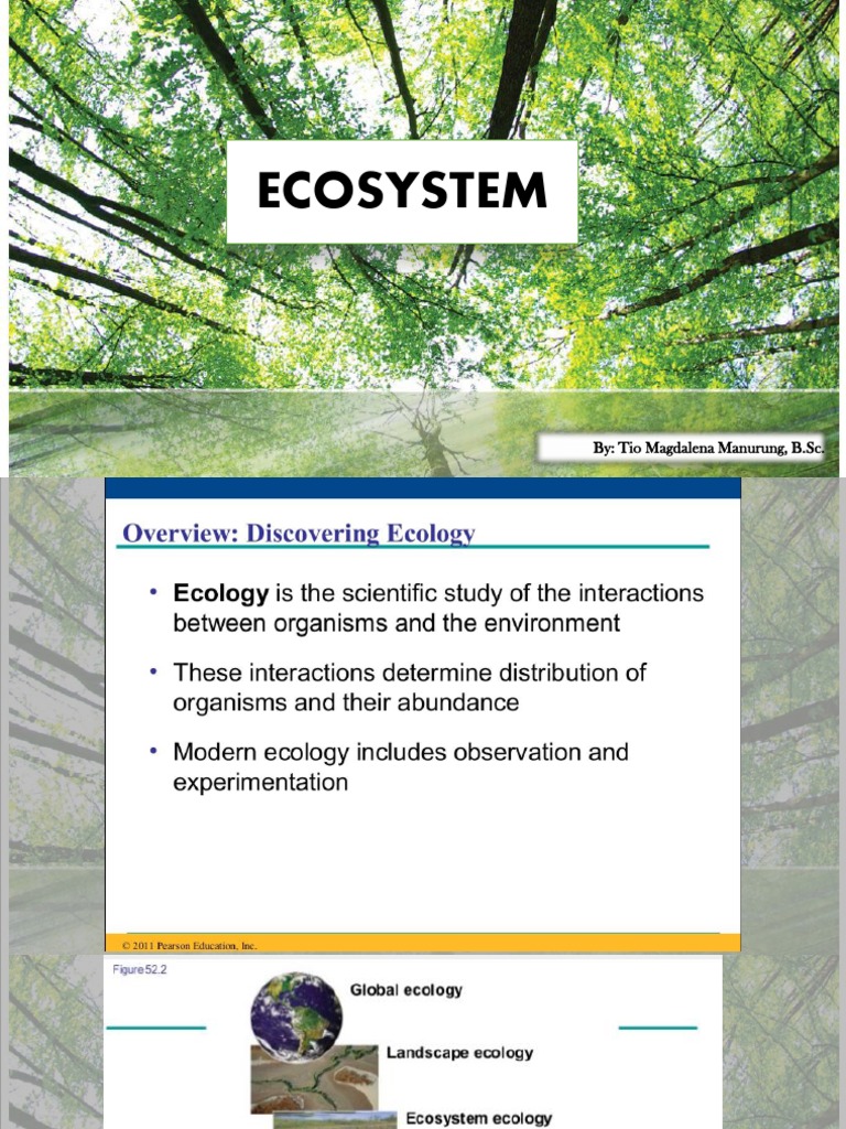 ECOSYSTEM | PDF | Food Web | Ecosystem