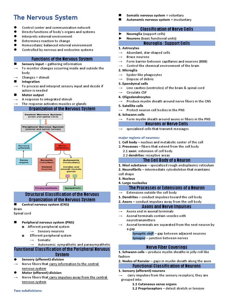 Chapter 7 - Nervous System | PDF | Axon | Neuron