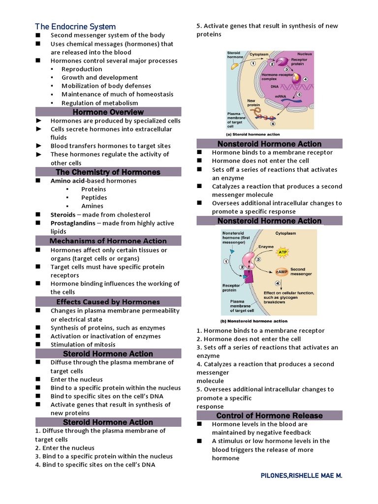 Chapter 9 - Endocrine System | PDF | Hormone | Endocrine System